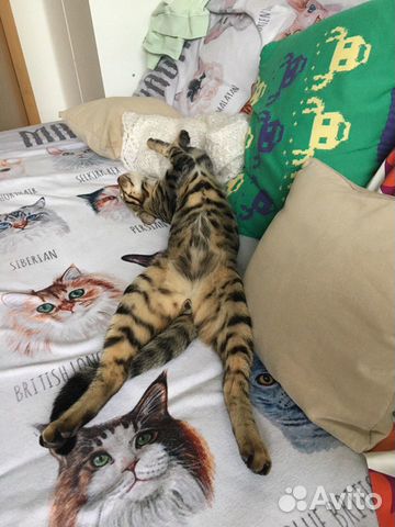 Кот на вязку