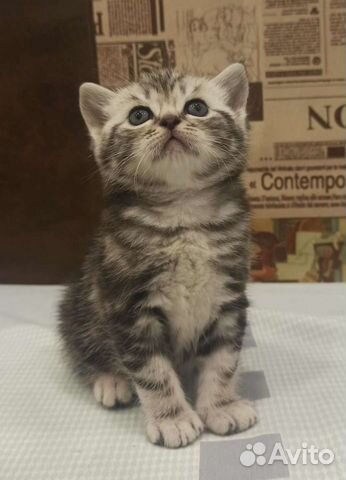Шотландский котенок