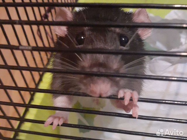 Крыса дамбо+клетка