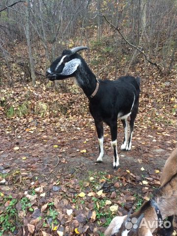 Продам козочку