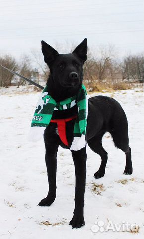 Отдам в хорошие руки, красавчик Тим