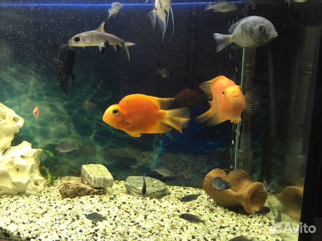 Цихлиды. Голубые дельфины. Лабио