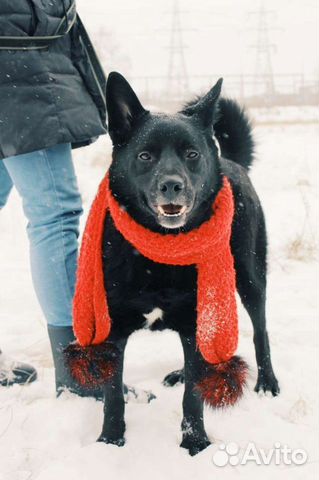 Очень добрая собака из приюта в дар