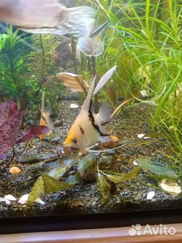 Скалярии кои