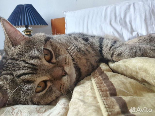 Кот на вязку