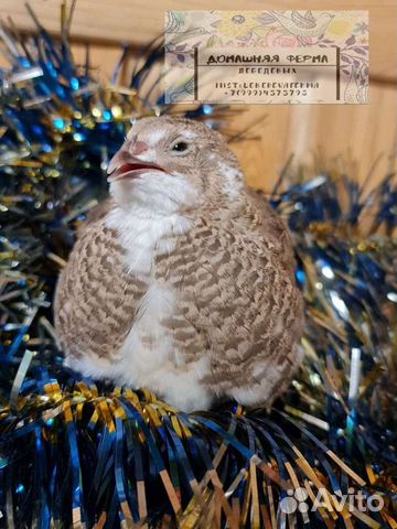 Перепела Селадон, Техасский Гигант, Красная Шапка