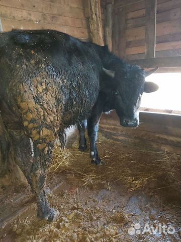 Бычки и телки