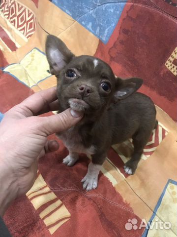 Чихуа мини шоколадный Чикушко