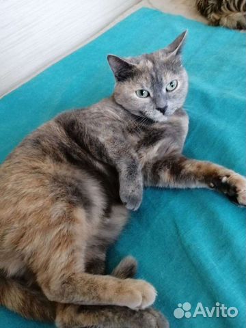 Любава отдам в добрые руки. Доставка