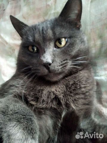 Найден котик-русская голубая(британец)