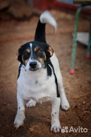 Ищет дом гномик Лира