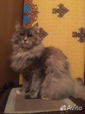 Кошка Пуся в дар