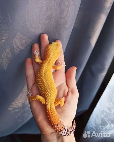 Самец эублефара для ссаживания