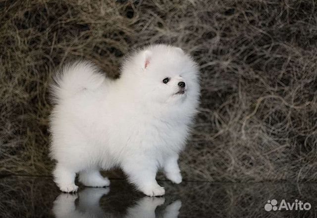Белый померанский шпиц