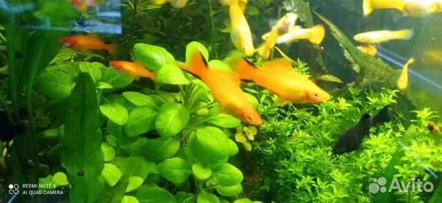 Меченосцы комета