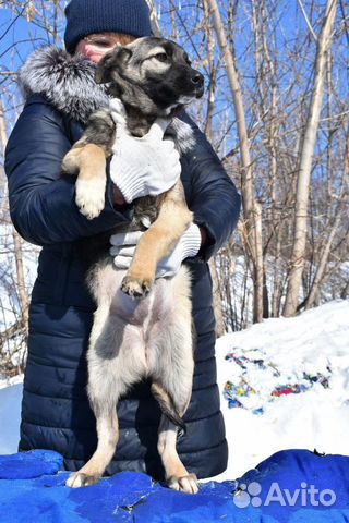 Щенок 5 месяцев помесь с немецкой овчаркой