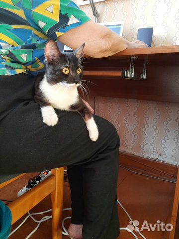 Найден кот (Уралмаш )