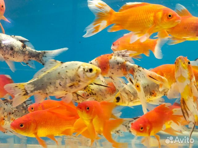 Рыба в пруд