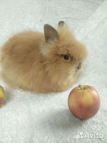 Ангорские крольчата