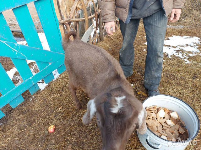 Нубийский козел