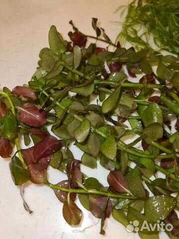 Аквариумные растения