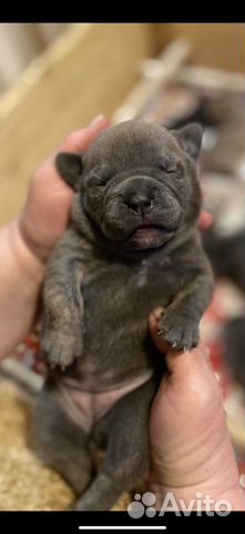 Девочка Американского булли