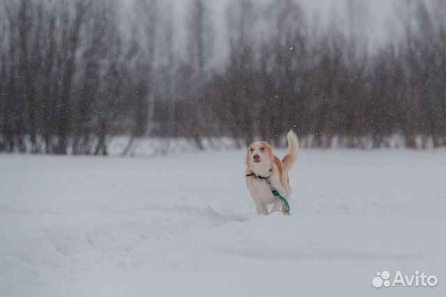 Домашняя собака в добрые руки