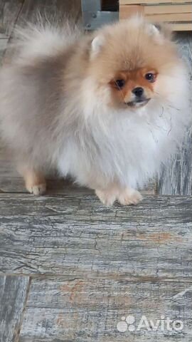 Померанский шпиц