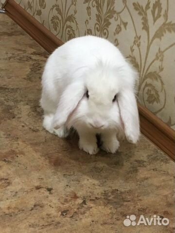 Декоративные кролики вислоухие