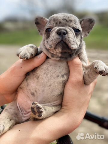 Французский бульдог голубой меле девочка
