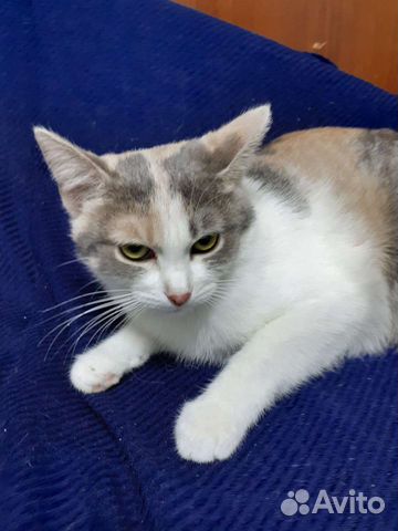 Котенок девочка 9 месяцев