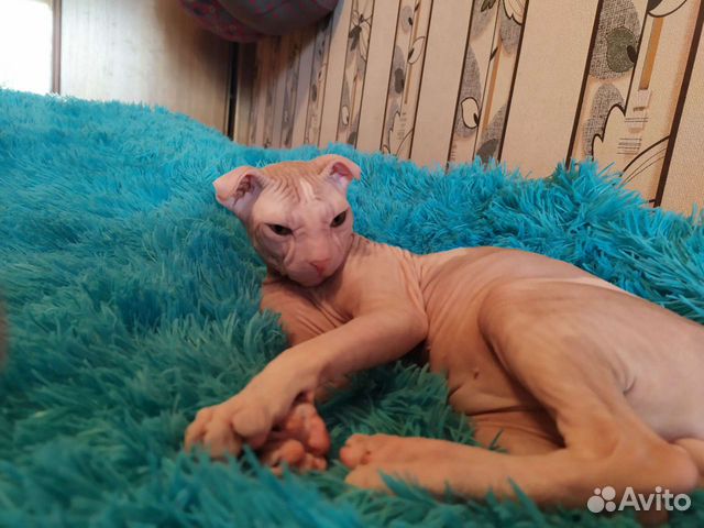 Донской сфинкс котята