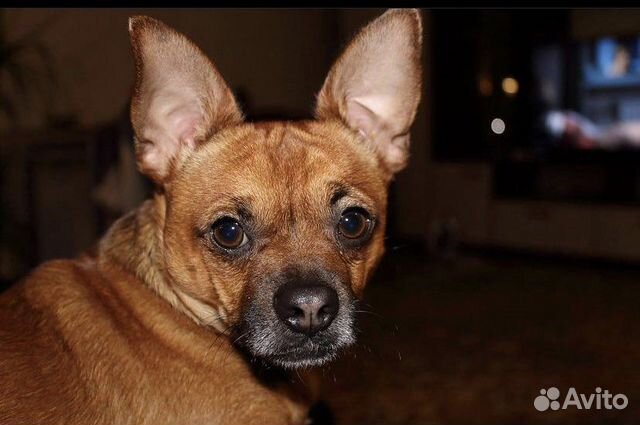 Отдам в хорошие руки собаку