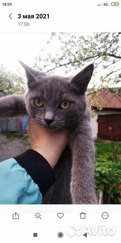 Чей домашний котик месяцев 6-7 на улице