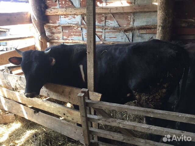 Бычек и телка