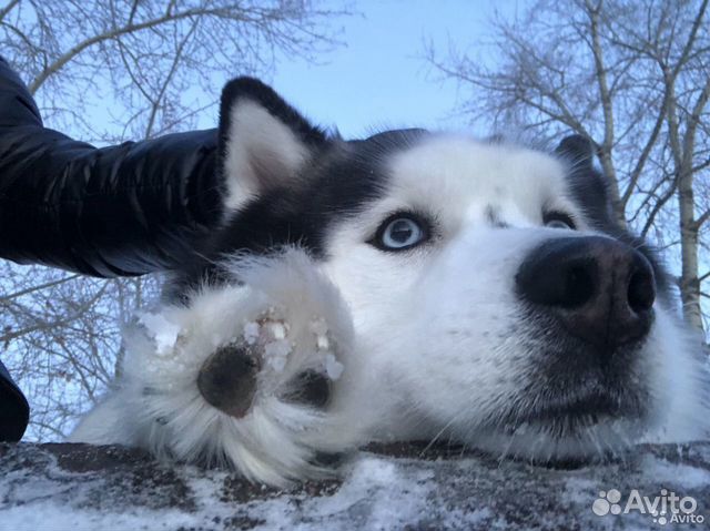 Сибирский хаски, вязка