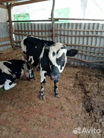 Быки живым весом