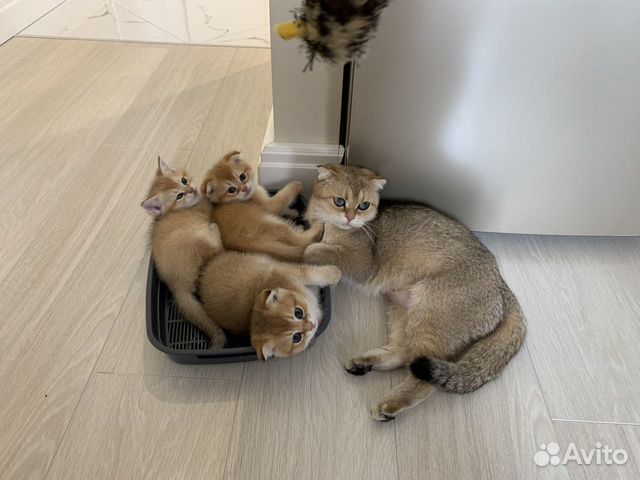 Шотландские котята