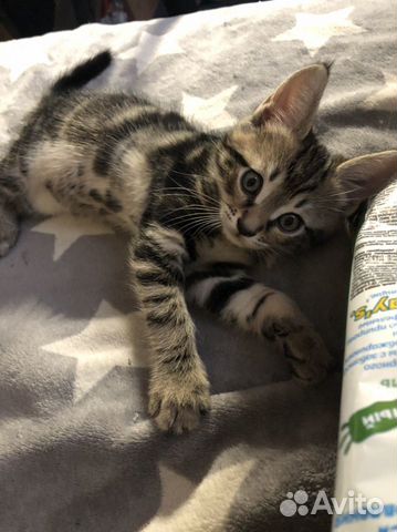 Котенок в добрые руки бесплатно
