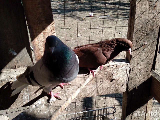 Продажа голубей