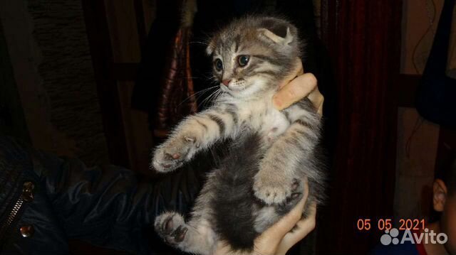 Вислоухие котятки ищут дом