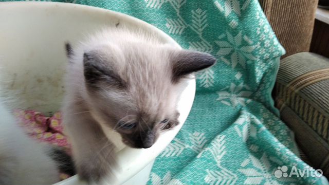 Котята