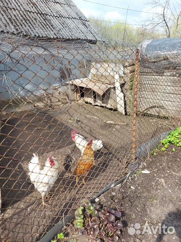 Куры и петухи