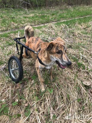 Особенный щенок ждет свою семью