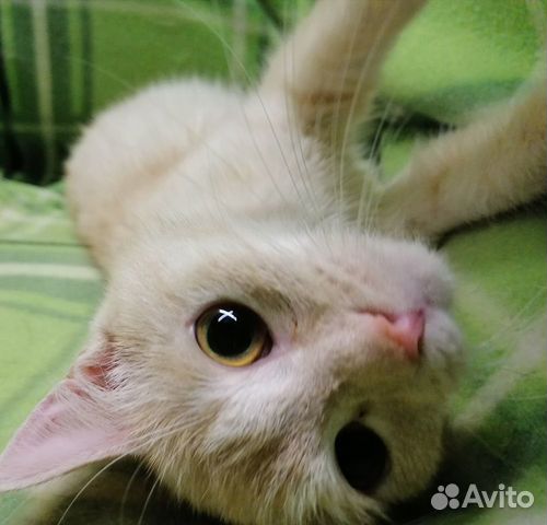 Кошка Фаина из приюта