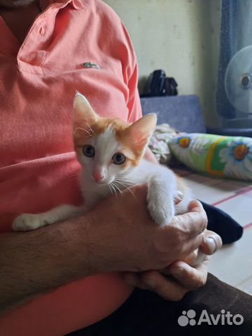 Отдам котёнка в хорошие руки