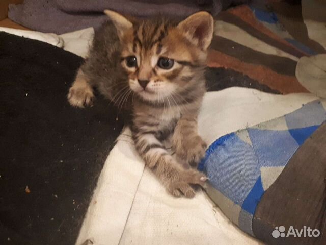 Котята от кошки мышеловки