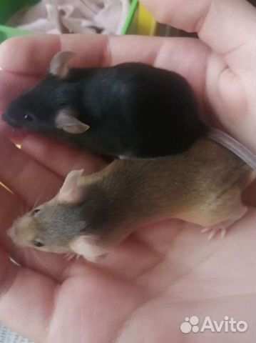 Декоративные мышки в добрые руки