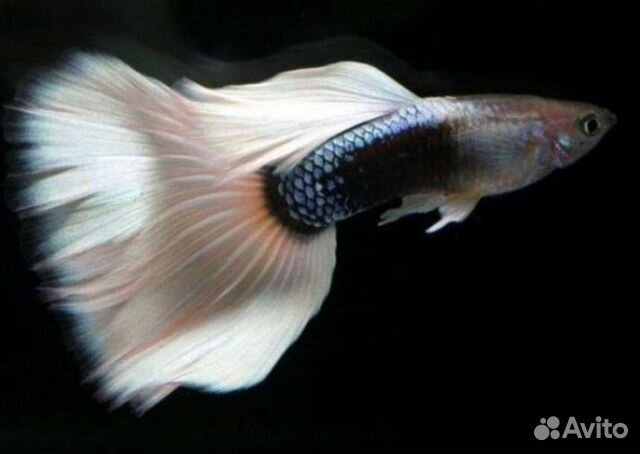 Гуппи (чистая линия)