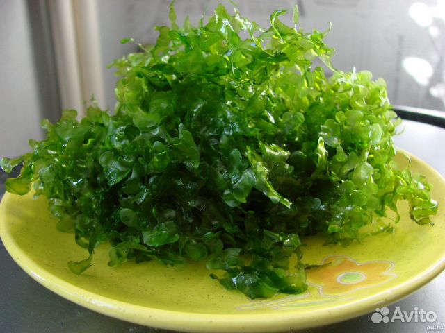 Яванский мох и Ломариопсис